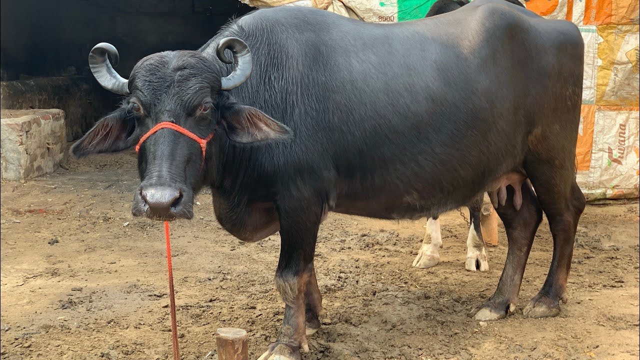 One Buffalo Sale ਘਰੇਲੁ ਪਰਿਵਾਰ ਕੋਲ ਮੱਝ ਮਹਿਨਤੀ ਪਰਿਵਾਰ ਕੋਲ ਮਿਤੀ 25-11-2023 ...