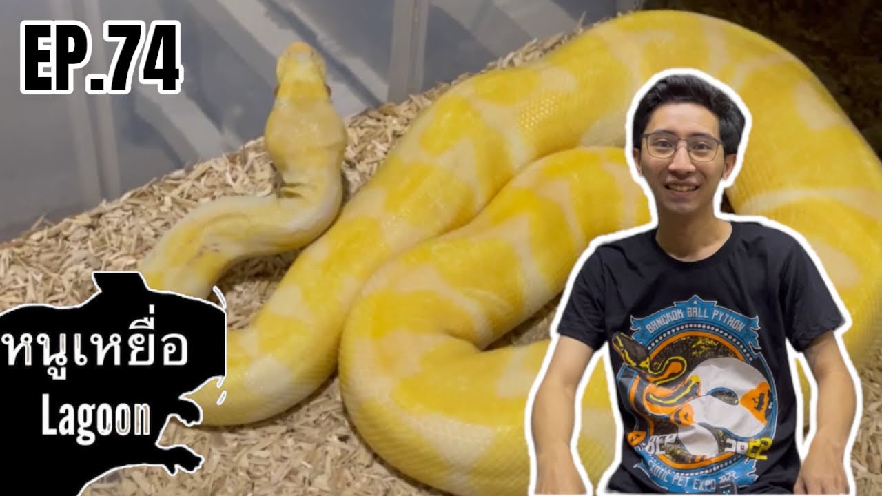 Room tour by Dewdugdui EP.74 | Lagoon Farm 🌊 #dewdugdui #ballpython - YouTube