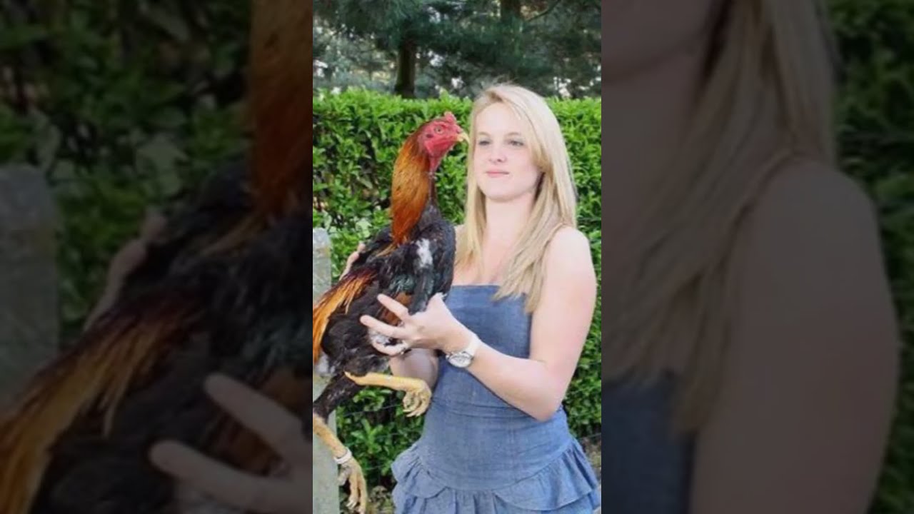 Peruvian breed and Cross to American fowl - YouTube