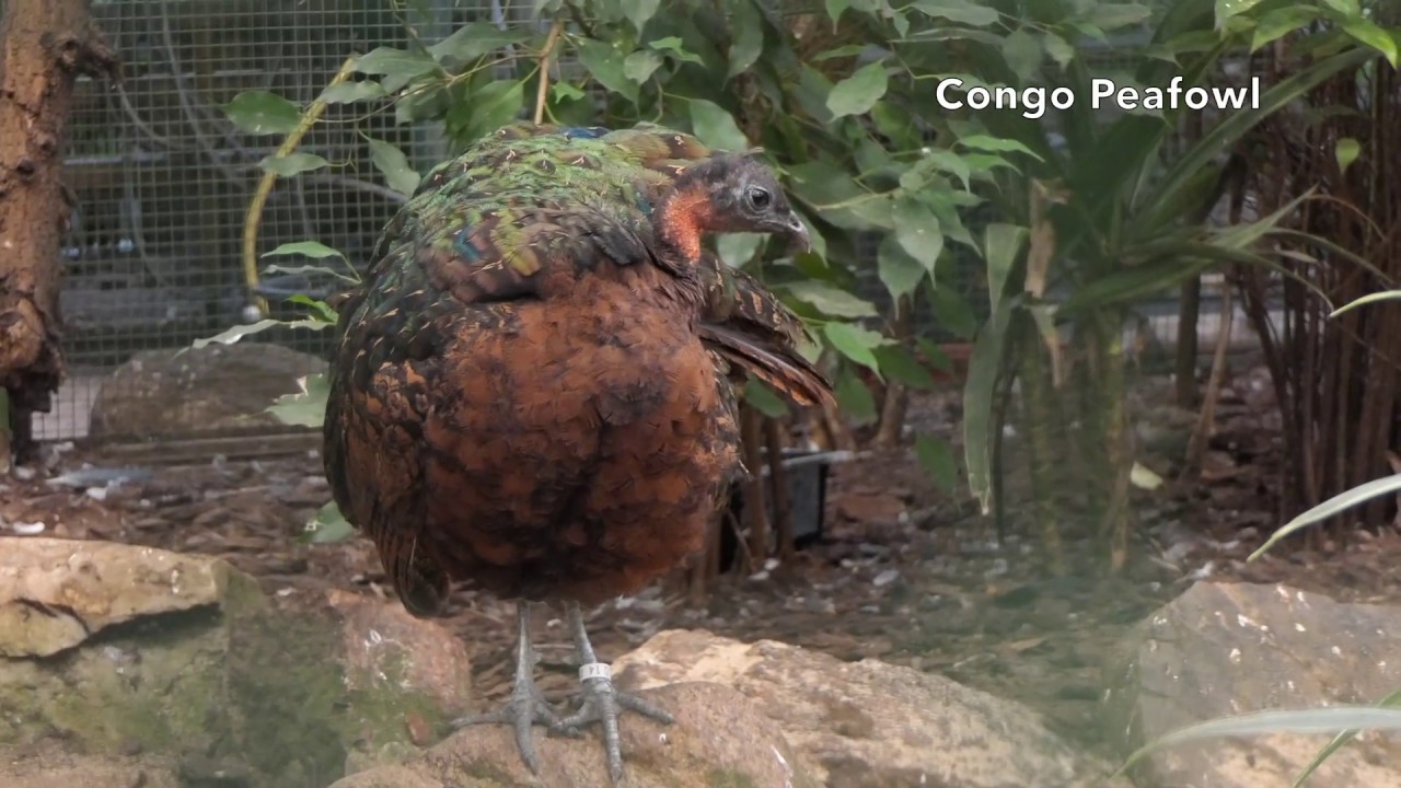 Congo Peafowl ♀︎ - YouTube