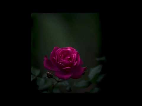 Ol... der ve ol/ur!...[Künfeyekûn]