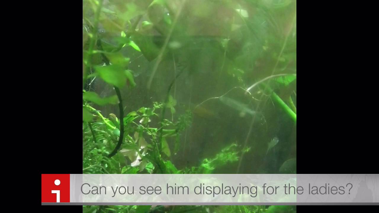 Thread fin rainbow fish breeding project - YouTube