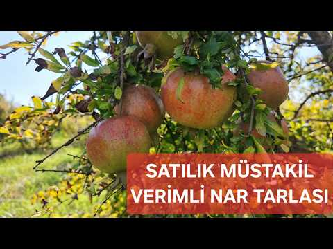 ORTACA ESKİKÖY SATILIK MÜSTAKİL NAR TARLASI 😍🙏  #satılık #muğla  #türkiyesatılıknartarlası #narağacı