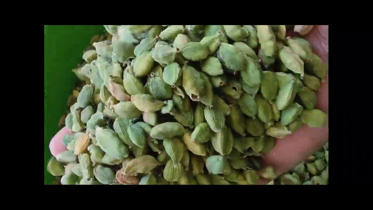 Indian Green Cardamom from Spice Shuttle Condiments - YouTube