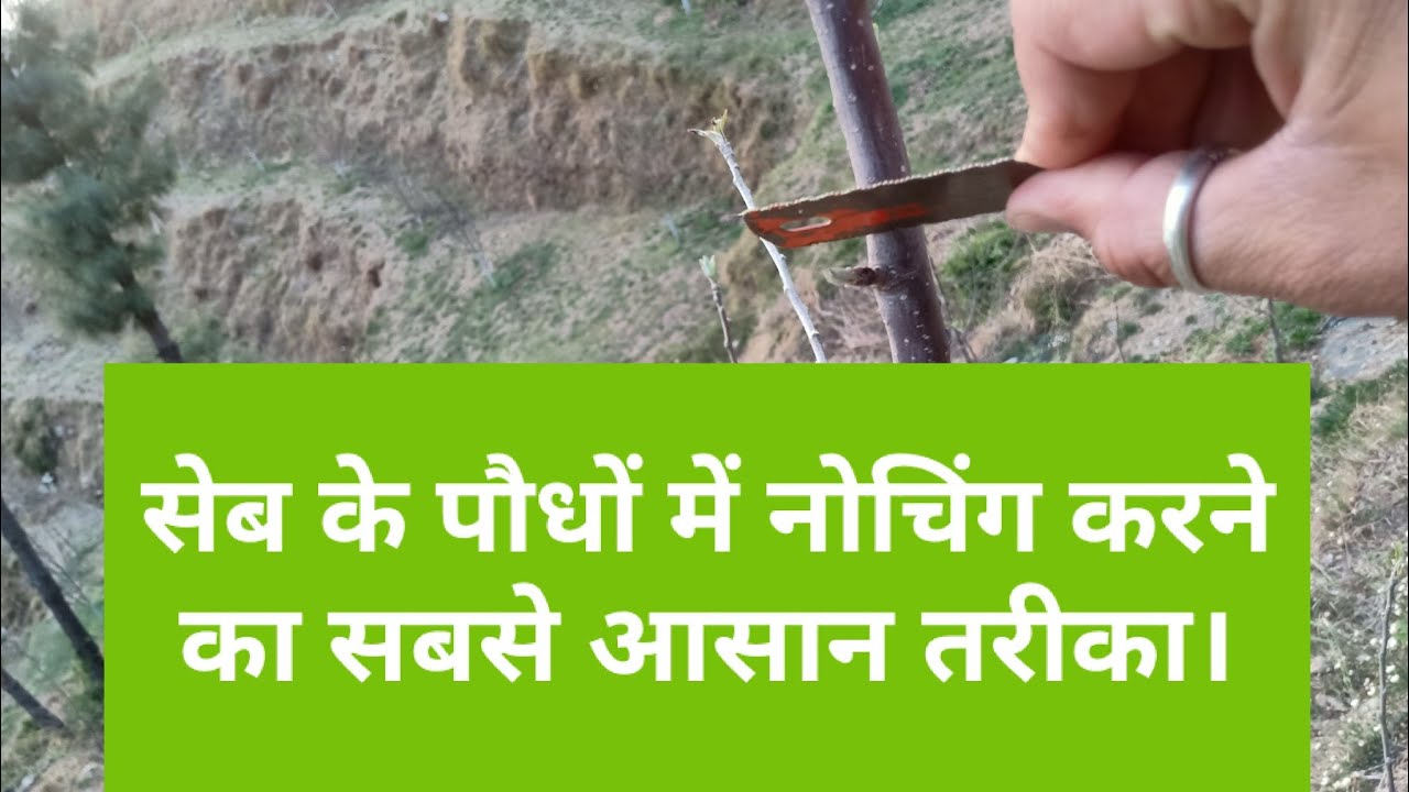 How to do notching in apple plants?@AppleFarming09 - YouTube