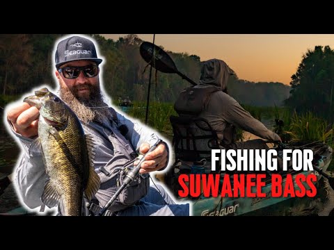 Rock Bass Florida: The Ultimate Guide to the Panhandle Shadow (Tips ...