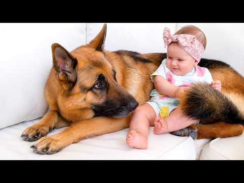 Baby Finds Comfort Next to Her German Shepherd