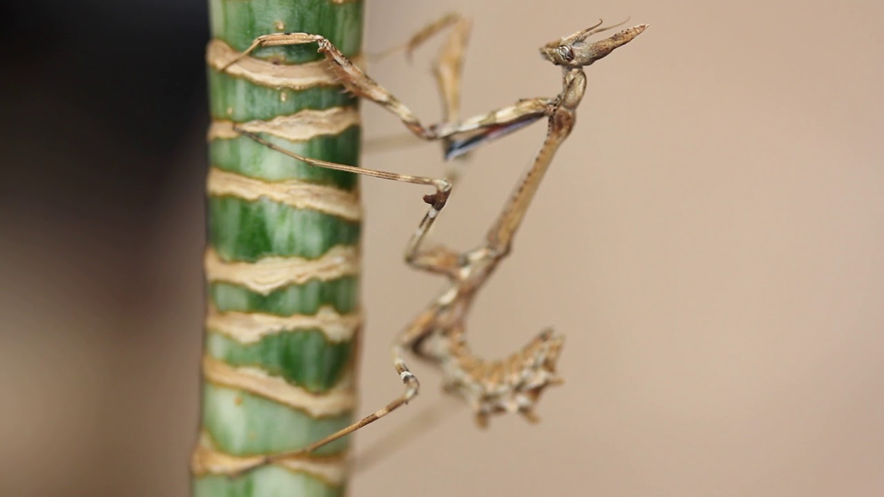 Empusa pennata - YouTube