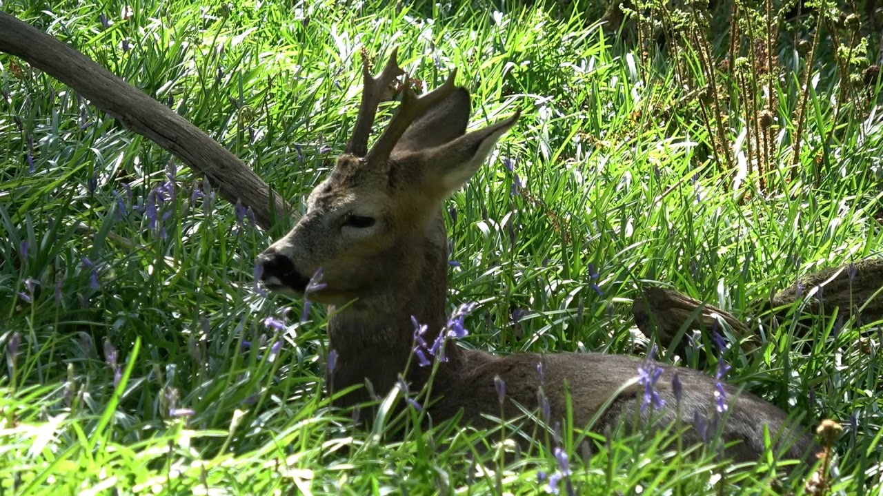 Deer 15-4-20 clips - YouTube