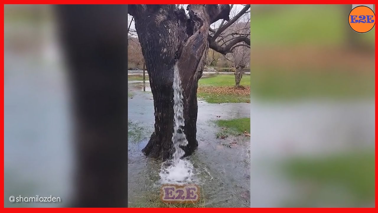 MAGICAL TREE,.. SPOUTS SPRINGWATER FROM ITS TRUNK. - YouTube