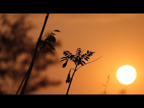 SOLAN GÜLLER - Duygusal Fon Müziği