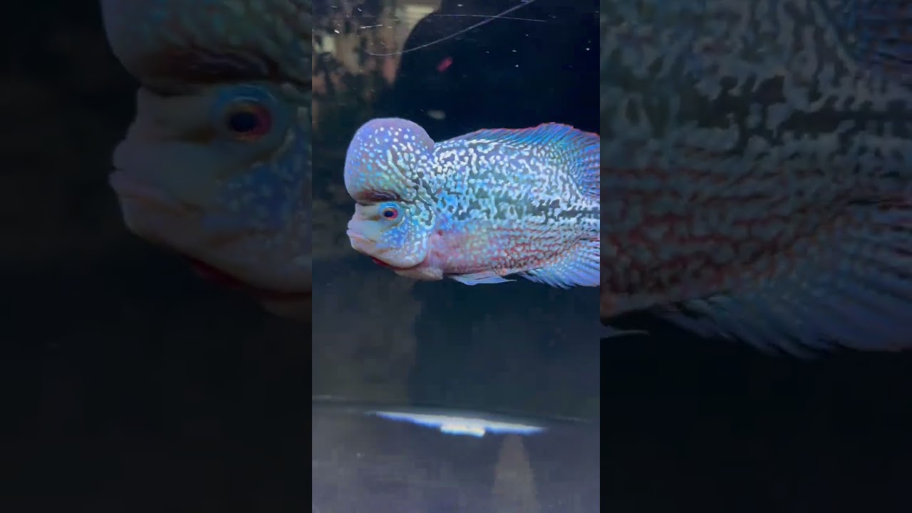 Bright Blue Flowerhorn Fish 🐠 #flowerhorn #flowerhornfish #fish - YouTube