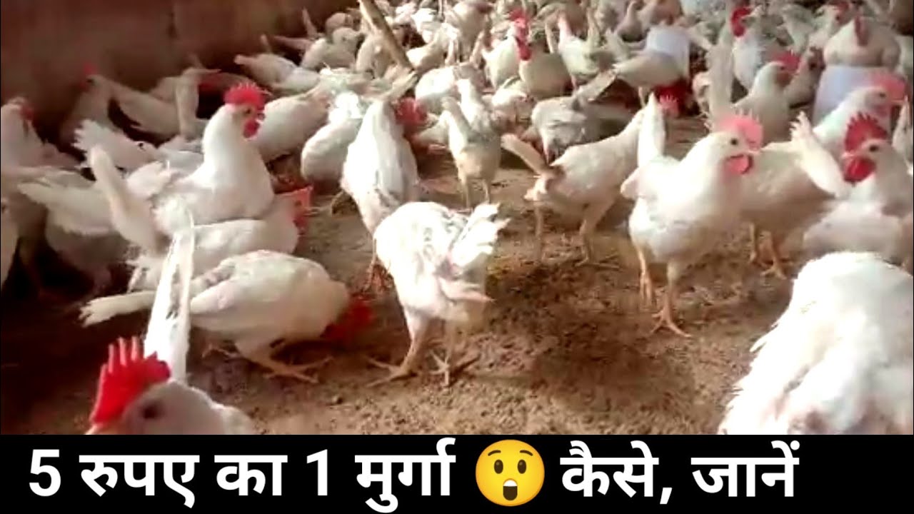 low-cost-desi-murgi-farm-low-cost-free-range-poultry-farm-low-cost