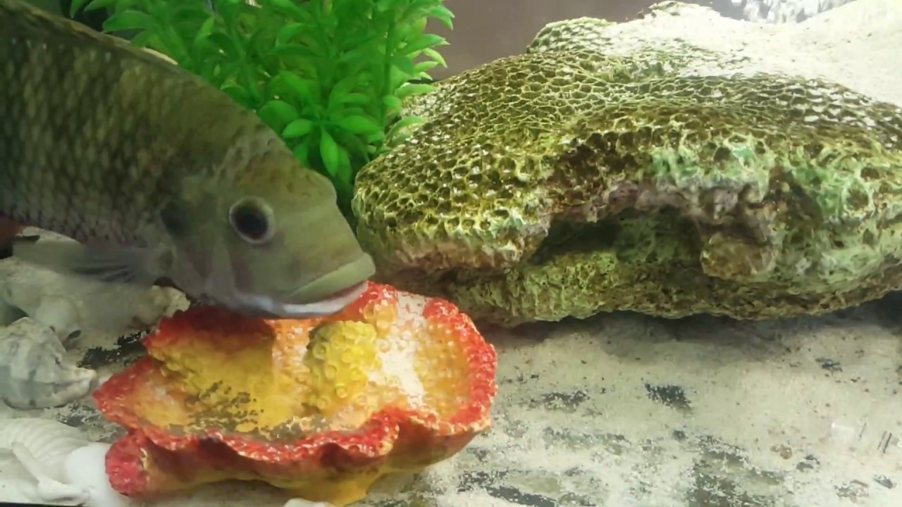 Day 6 - all newborn tilapias have been eaten by other Small Tilapia but ...