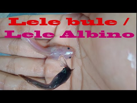 Ikan lele Bule (lele albino) - YouTube