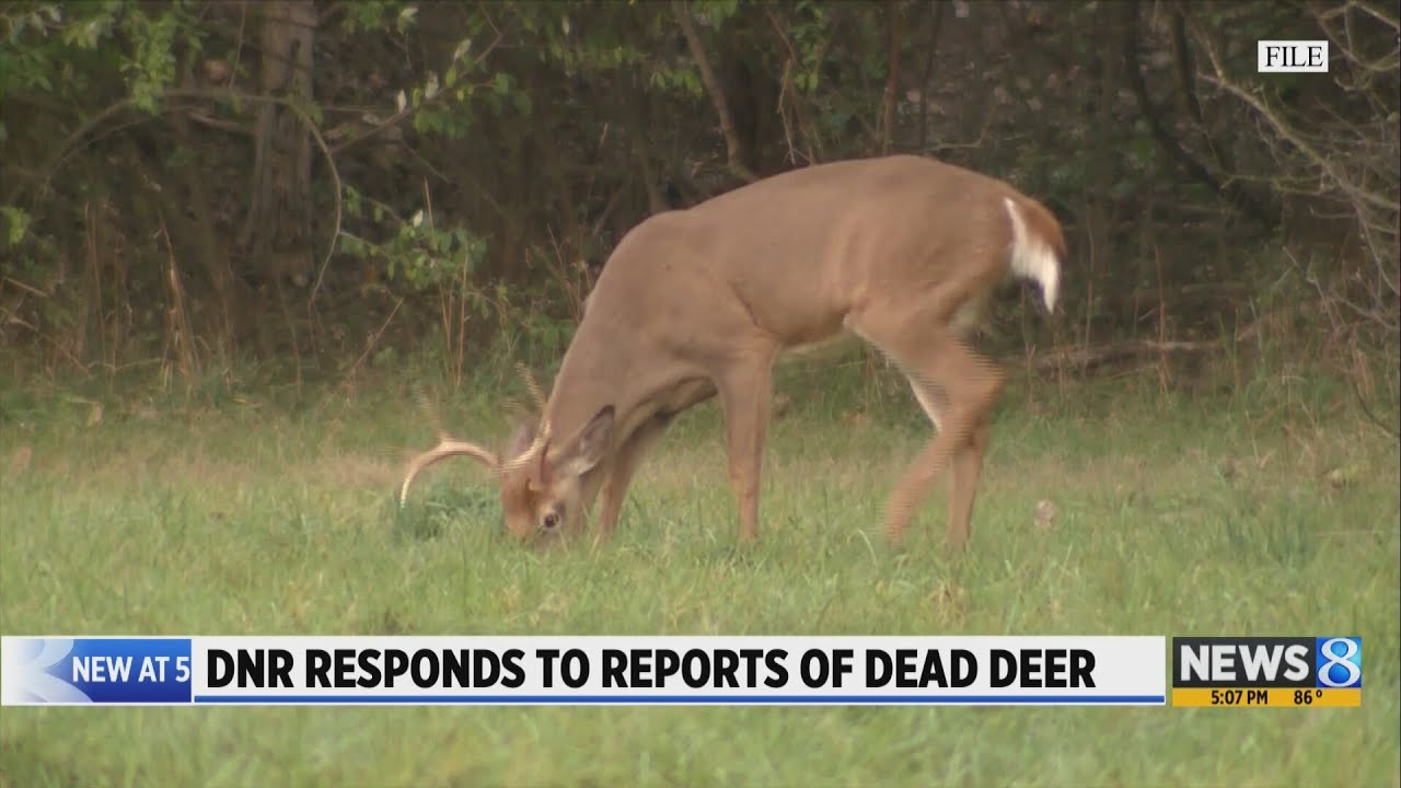 DNR tracking surge of deadly virus among deer - YouTube