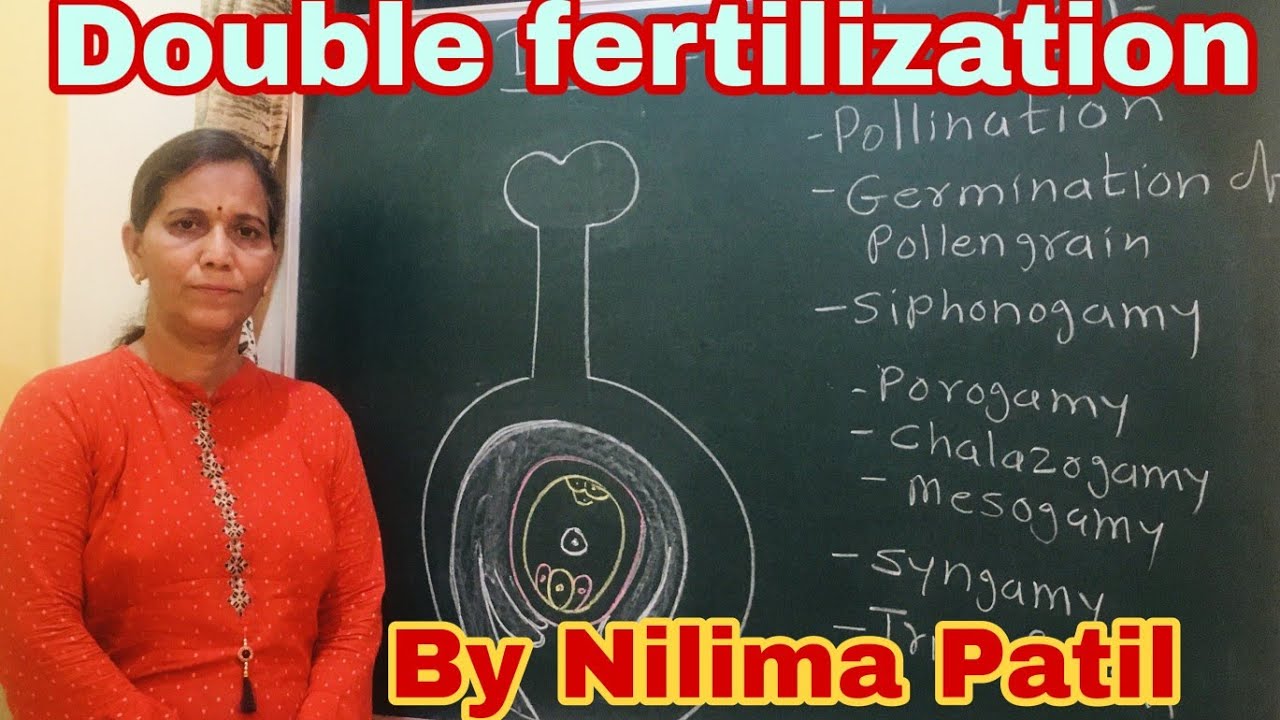 12th,ch.-1-Double fertilization in angiosperms - YouTube