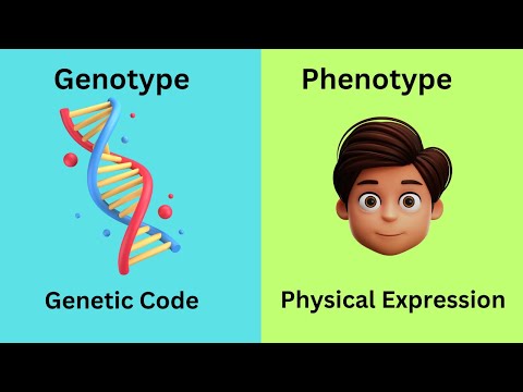 What Are Genotypes And Phenotypes Psychology