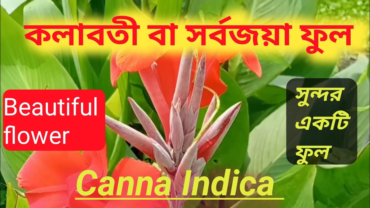 কলাবতী বা সর্বজয়া ফুল গাছ ও ঔষধি গুণ | Kolabati Flower | Canna Indica ...