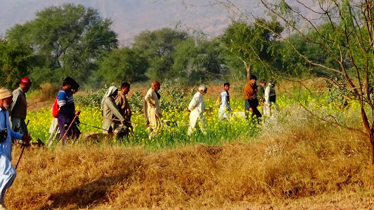 Hare Hunting 2025 | Rabbit Hunting 2025 | Greyhound Racing Dog | High ...