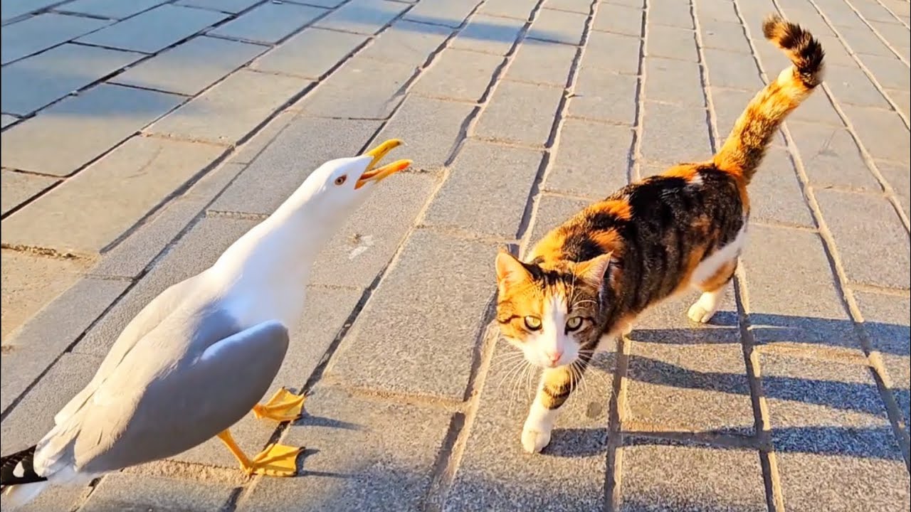 Funny seagull don't let Calico cat eat... - YouTube