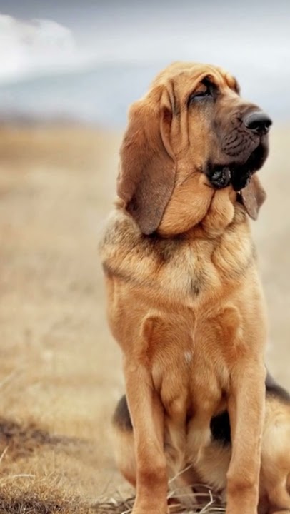 🤠¿Por qué crearon el Bloodhound o Perro de San Huberto? - YouTube