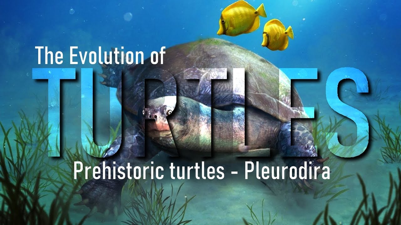 Early and side-necked turtles - YouTube