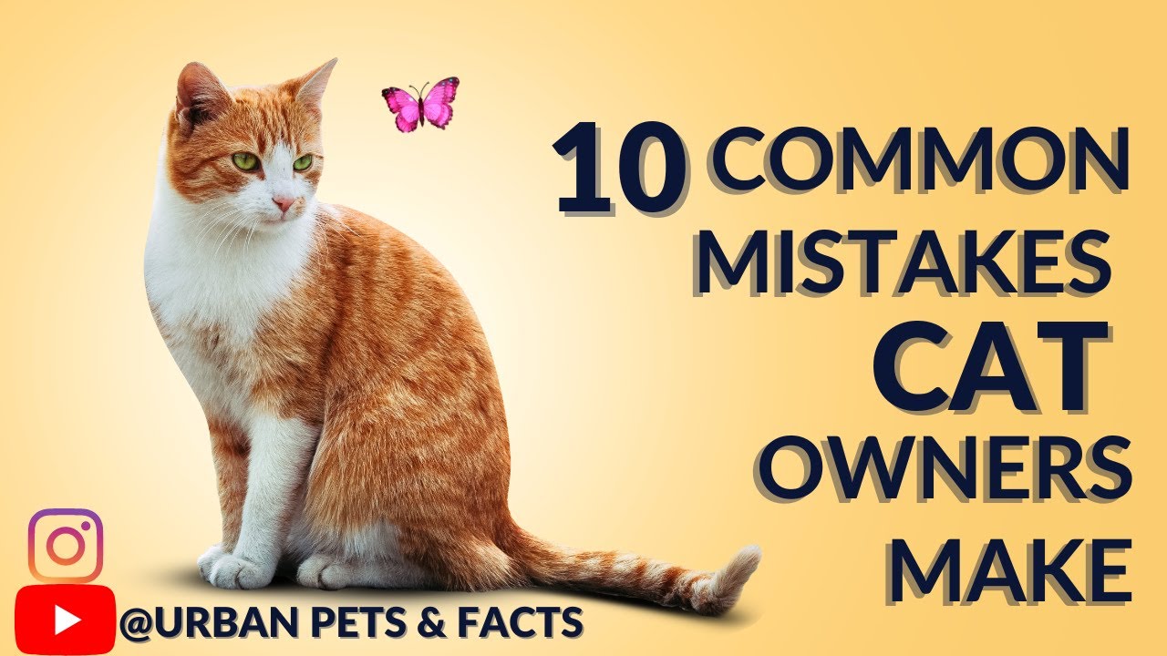 Are You Making These 10 Common Cat Owner Mistakes? | cat tips | cat ...