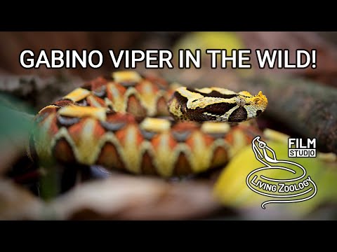 Gabino viper - a hybrid between venomous Gaboon viper and Rhinoceros viper (Uganda)