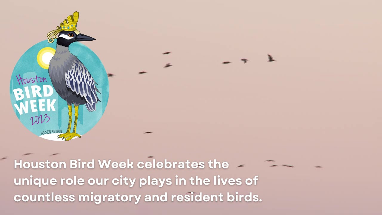 Get excited for Houston Bird Week! - YouTube