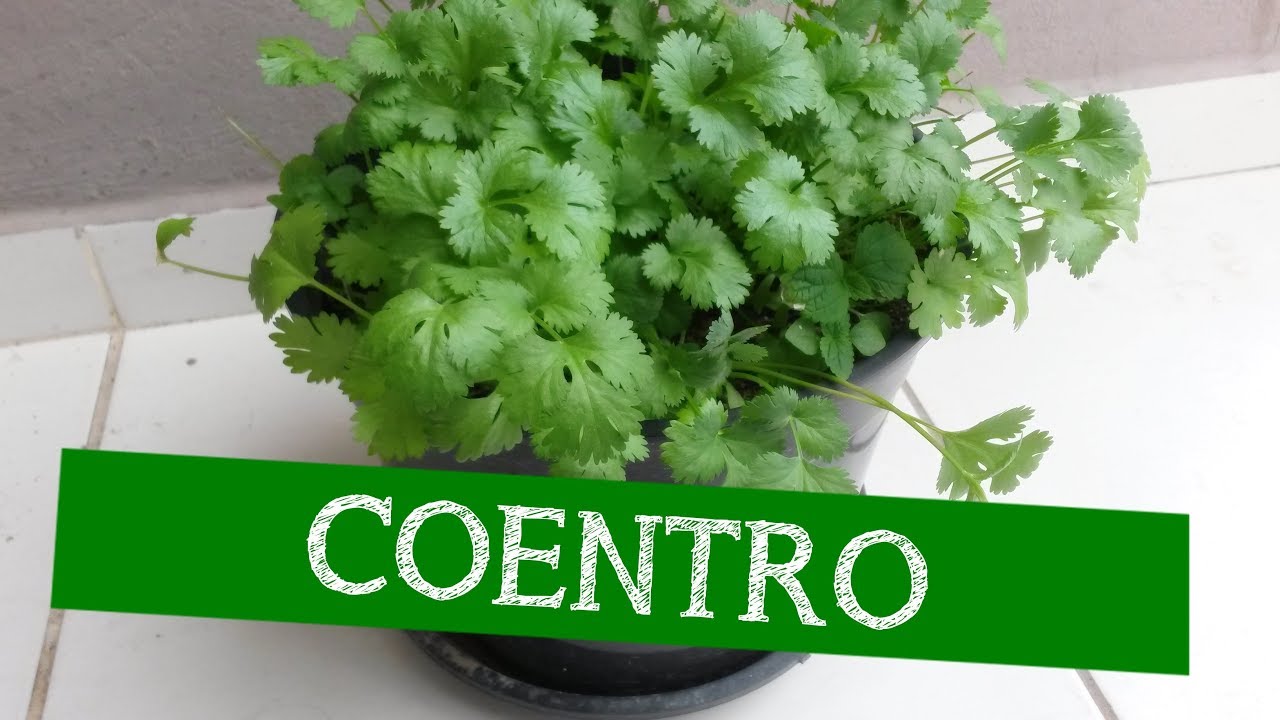 COMO PLANTAR COENTRO EM VASO - YouTube