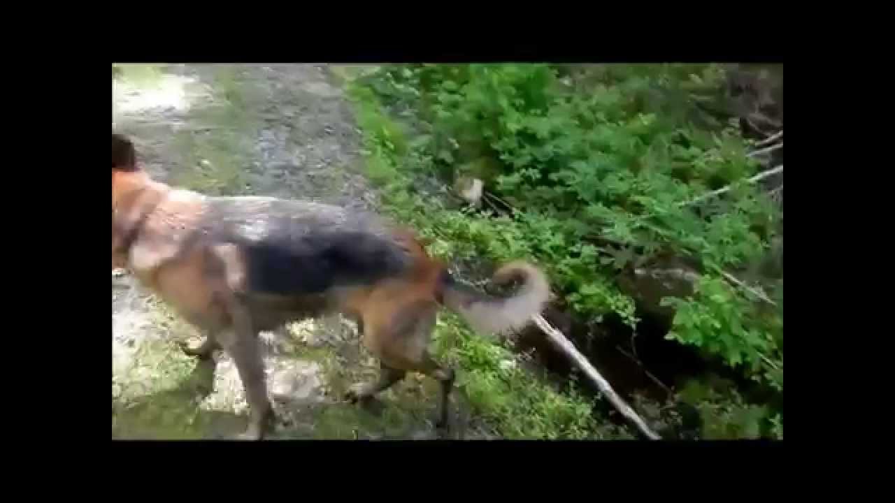 Doggon' Hiking June 11th - YouTube