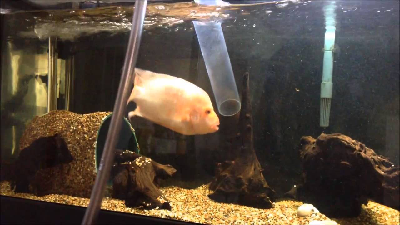 Red devil/Midas - Big Guy - YouTube