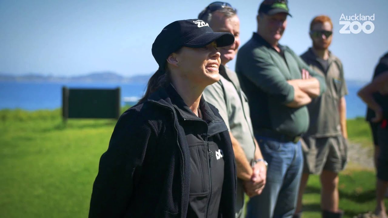 Zoo Tales - Kiwi chick release to Motuora Island - YouTube