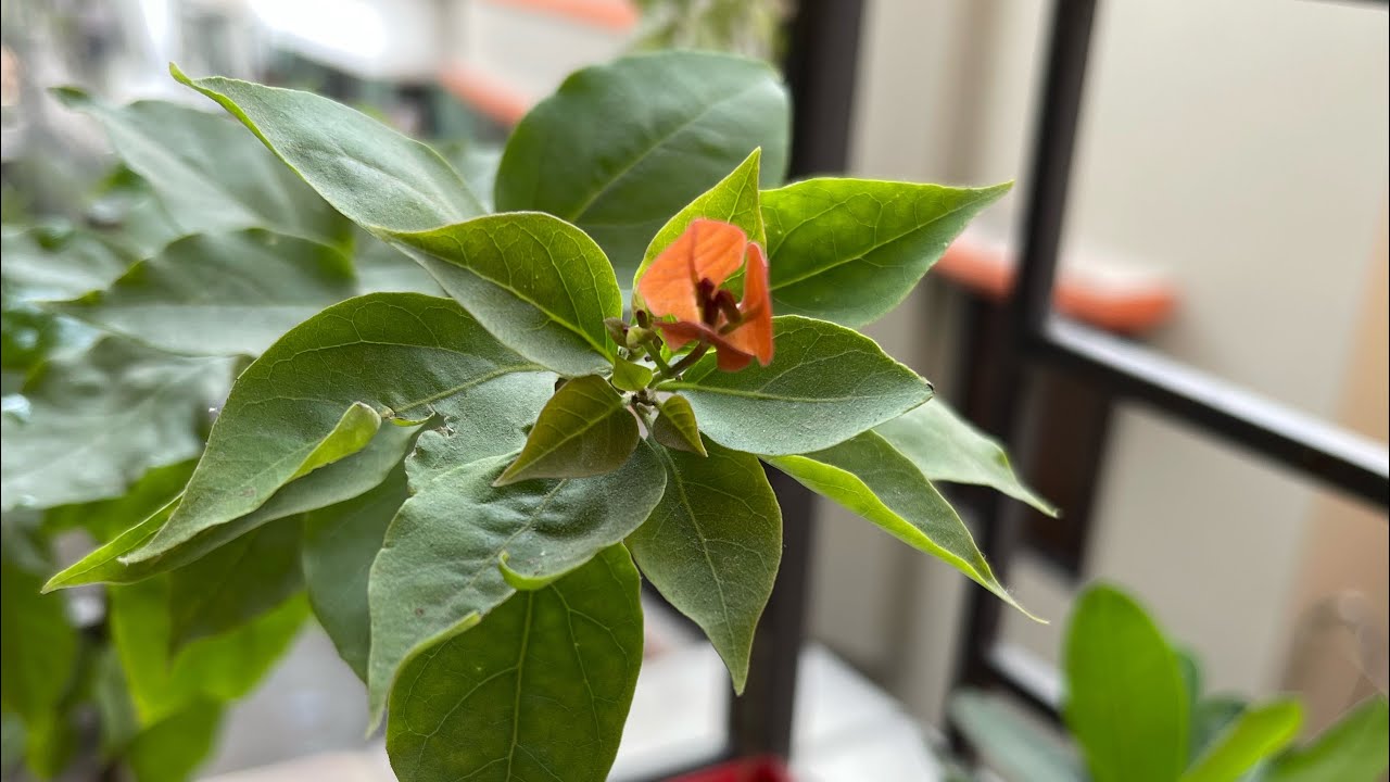 Flowering started bougainvillea cuttings | Baranday Bagan Bilash - YouTube