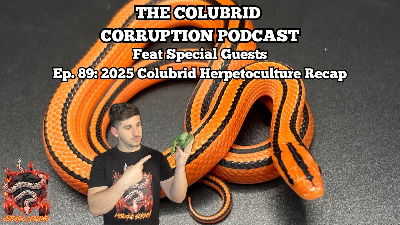 2025 Breeding Season & "Colubridculture" Recap w/ Special Guests ...