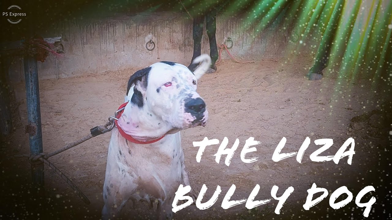Bully Dog The Liza - YouTube