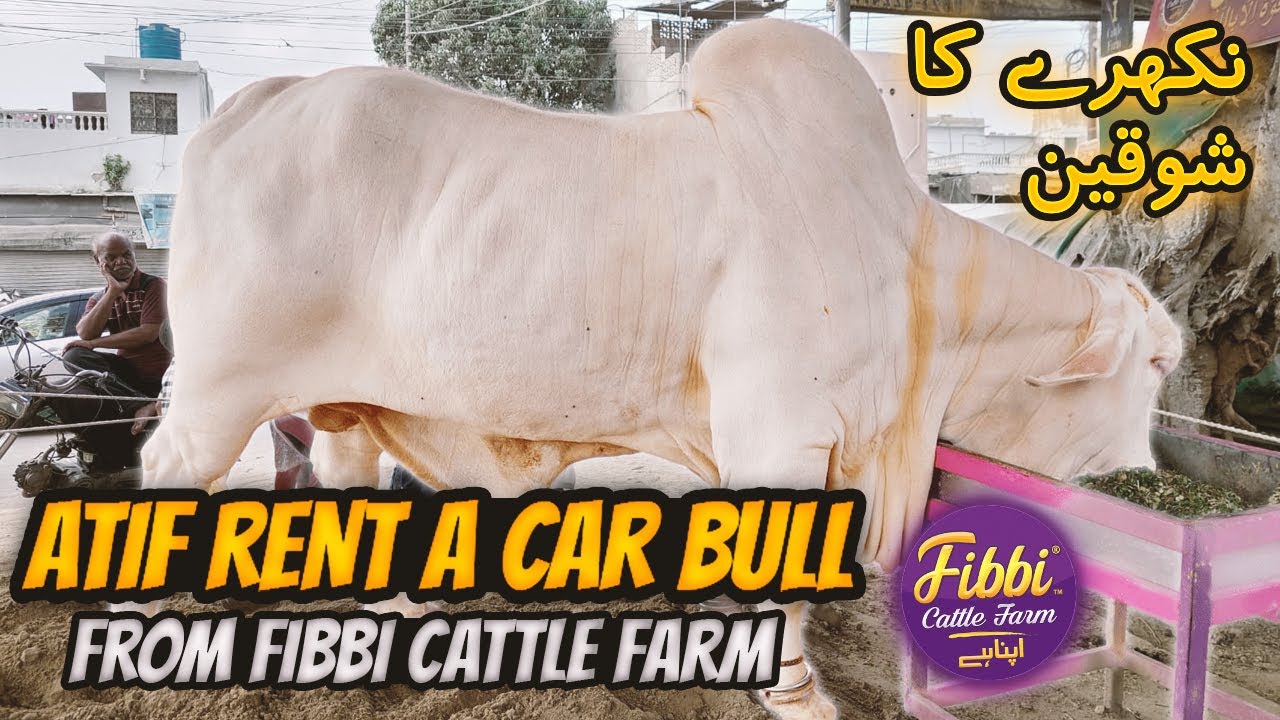 Nukhray ke Shouqeen | Atif Rent a Car | Fibbi Cattle Farm | Cattle ...