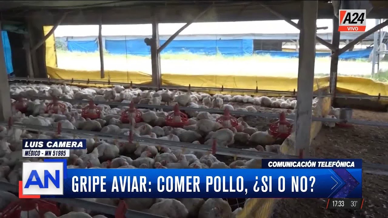 Gripe Aviar: comer pollo, ¿Sí o no? - YouTube