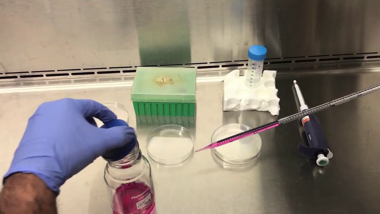 Hanging Drop Embryoid Body Formation Instructional Video - YouTube