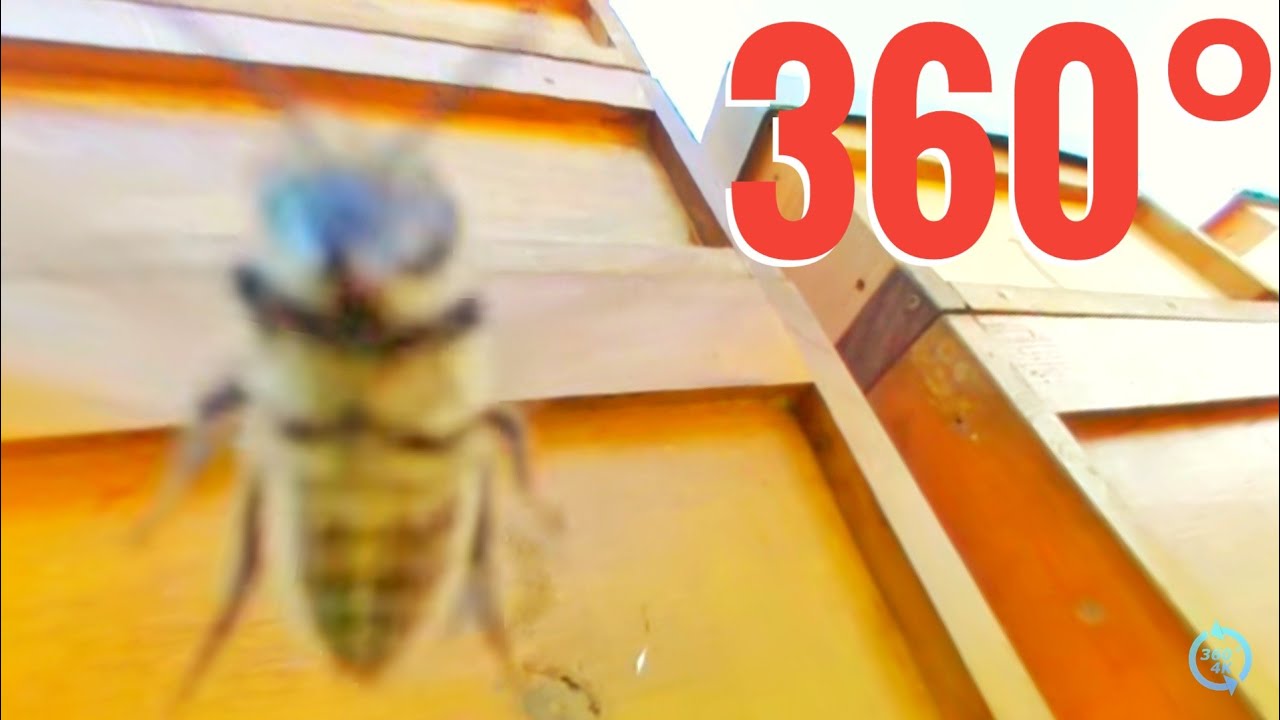 BEES in 360 degree Virtual Reality - Best 360° VR videos - YouTube