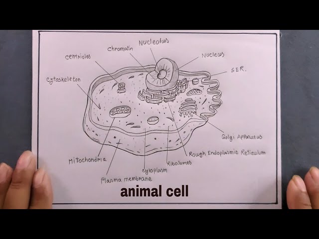 Cytoskeleton Animal Cell Drawing
