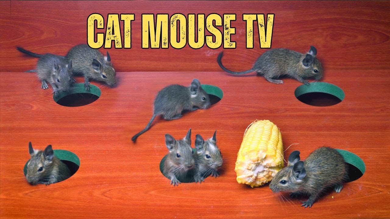 Cat TV 🐾 Mouse Hide & Seek, and Chase fun on screen for cats to watch ...