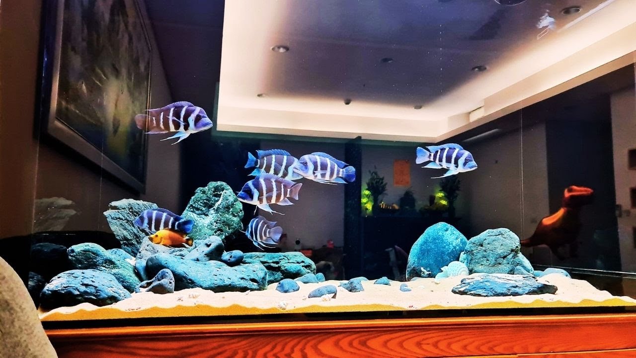 Super Clean Freshwater Frontosa Fish Tank | Beautiful Frontosa Cichlids ...