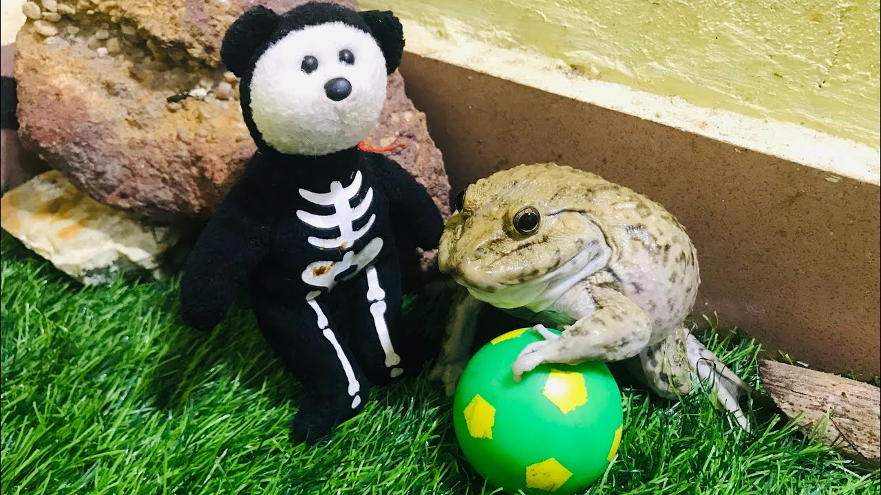 Amazing frog fighters frog funny video - YouTube