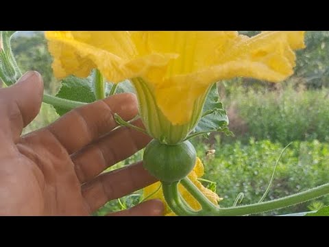 🔴LIVE Tanam Labu Kuning Tak Berbuah/ Buah Rontok ??? Lakukan Ini - YouTube