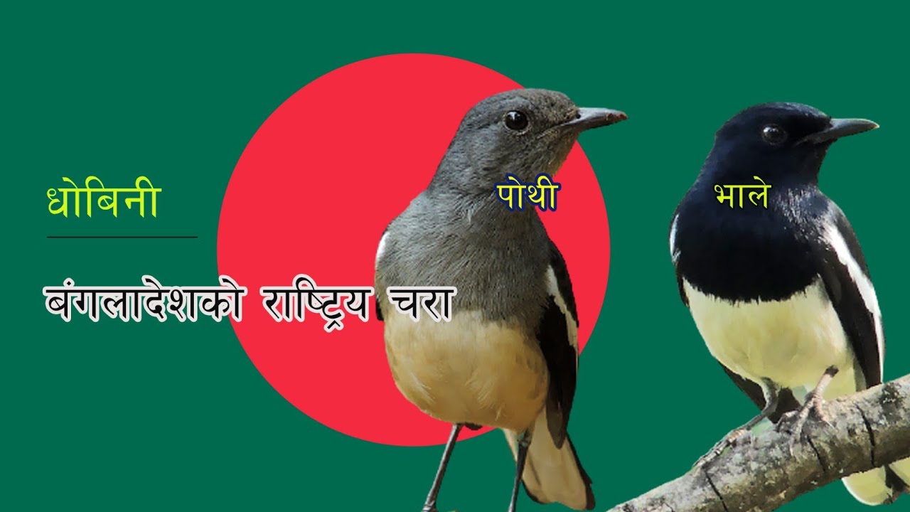 [विज्ञान] धोबिनी - बंगलादेशको राष्ट्रिय चरा | Dhobini | Dhobi Chara ...