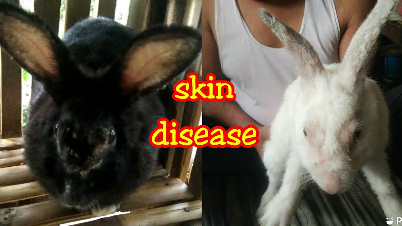 Skin Rashes On Rabbits at Leticia Martinez blog