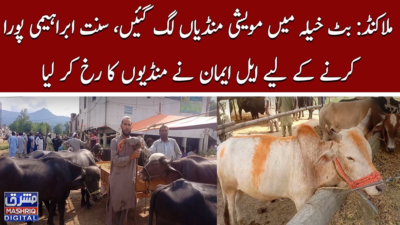 Malakand: Batkhela main maweshi mandia lag gaye - YouTube