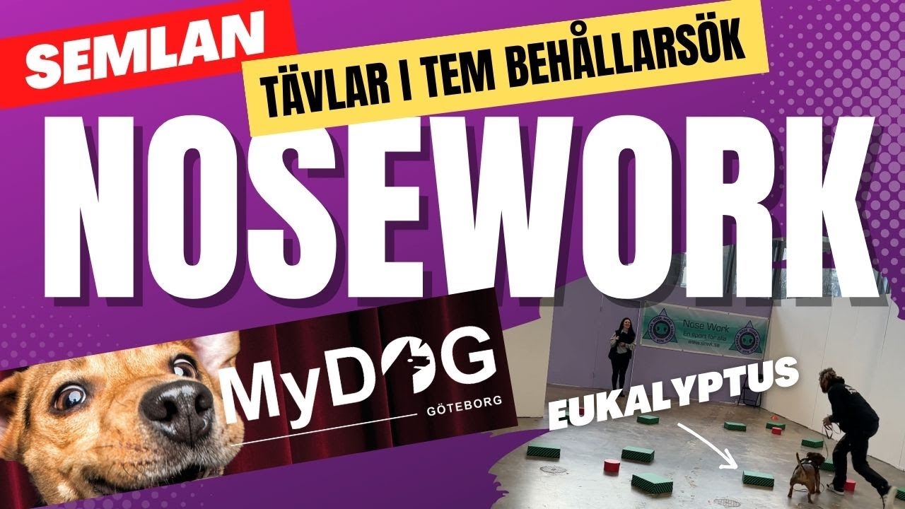 Tävling : NOSEWORK TEM behållarsök på MyDOG 2023 - YouTube